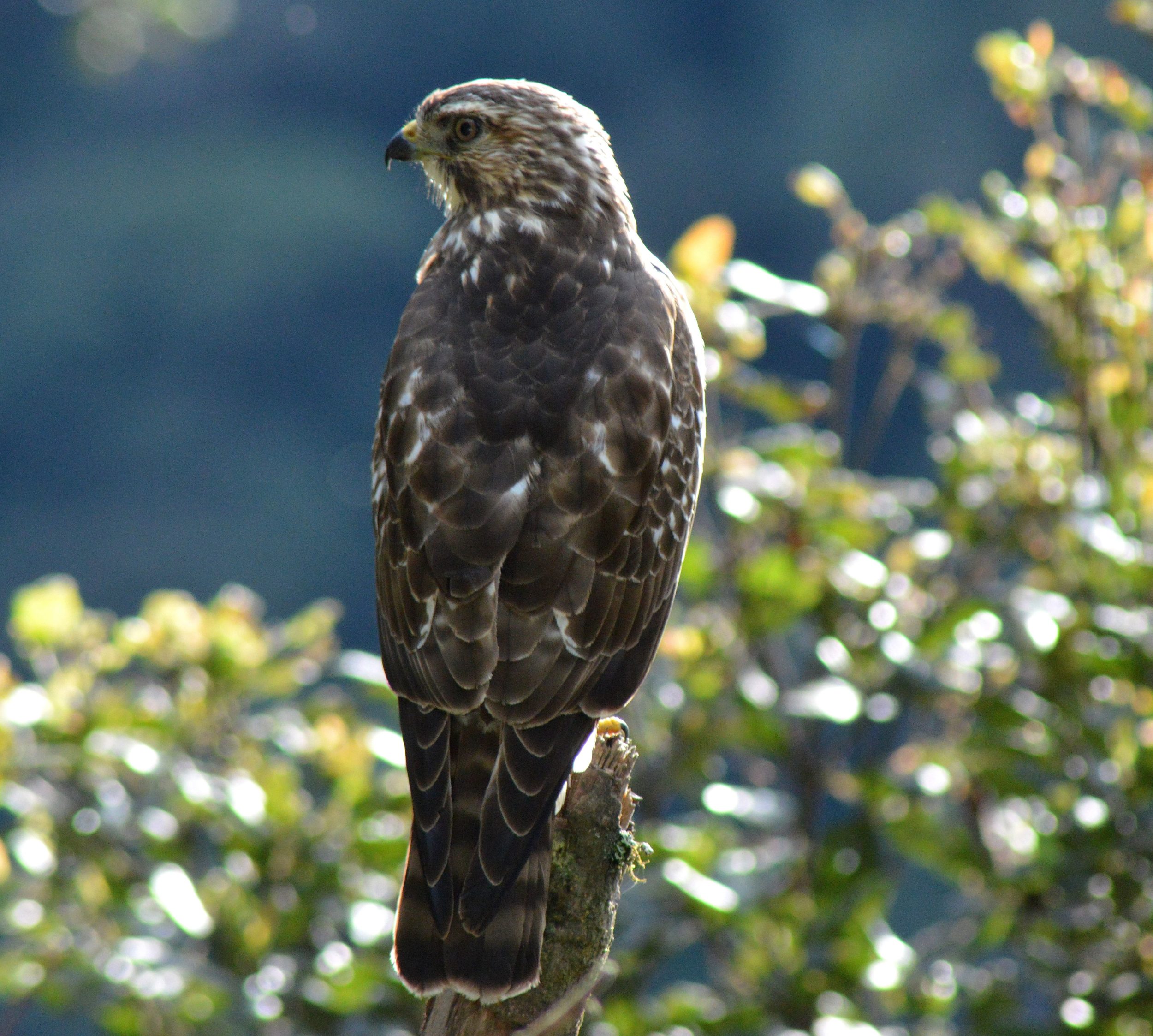 Broad Winged Hawk