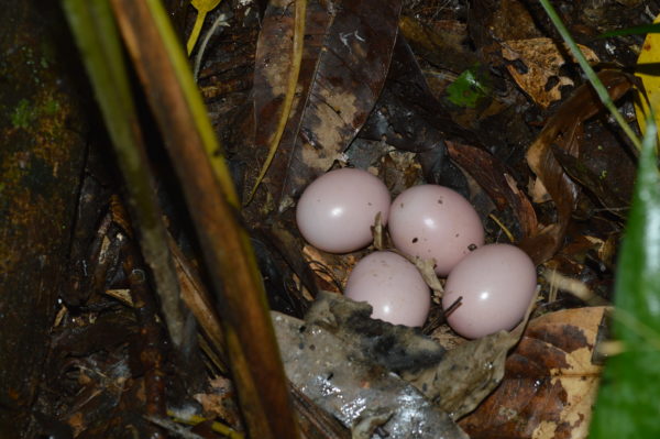 Egg coloration in Tinamous: Are their colorful eggs a smart adaptation ...