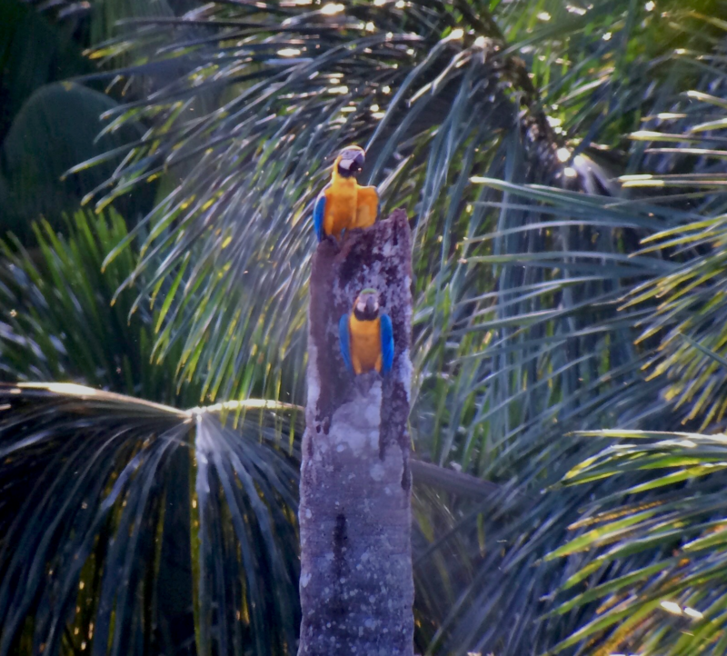 Palm swamps: Home sweet home for the blue and yellow macaws! - Amazon ...