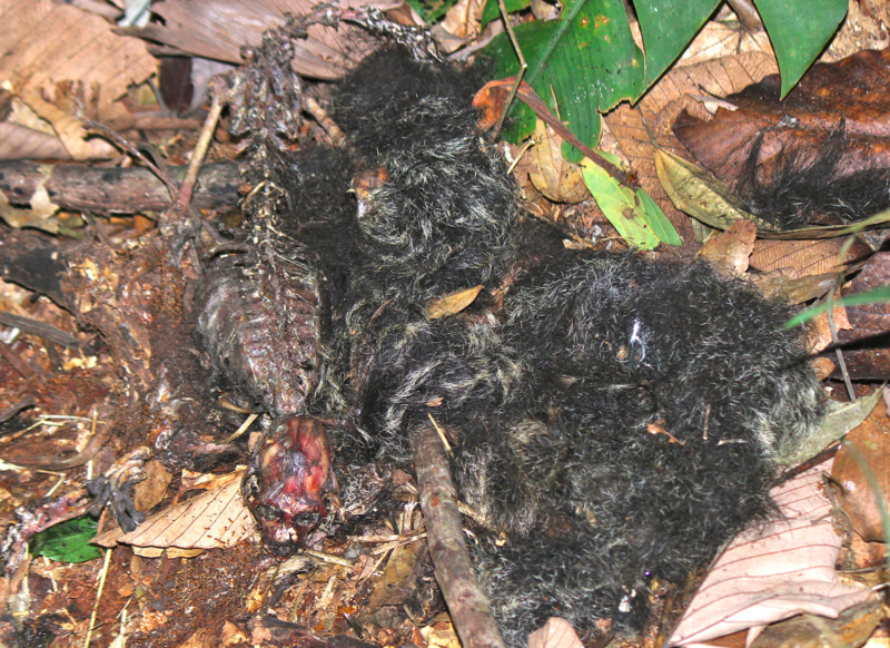 Birds of Prey: Neotropical monkeys’ most fearsome predators - Amazon ...