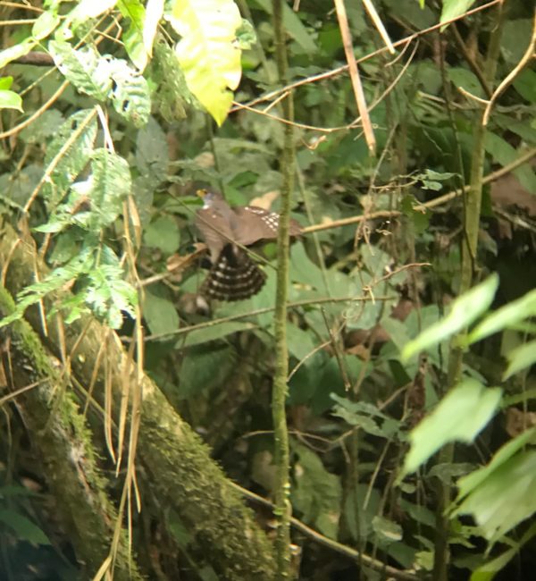 A bird rarer than a Jaguar: An encounter with a Tiny Hawk - Amazon ...
