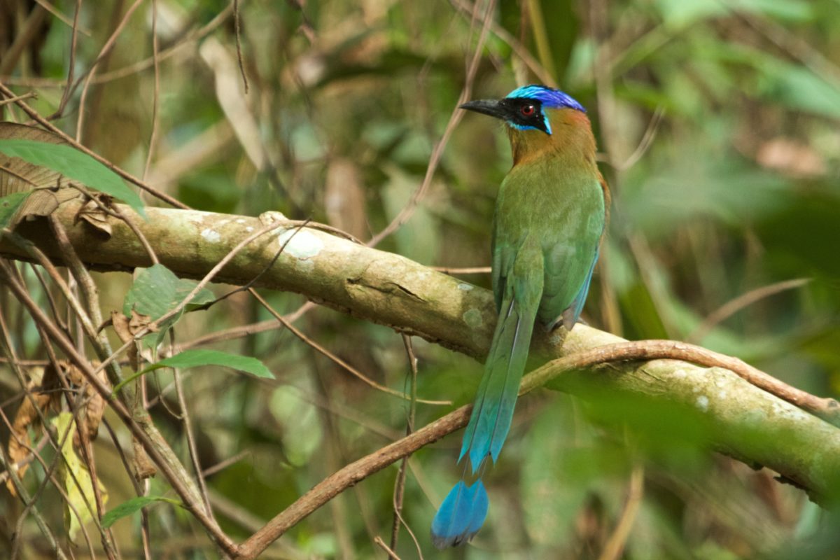 Camera Traps: Colorfully Capturing Motmots - Amazon Conservation ...